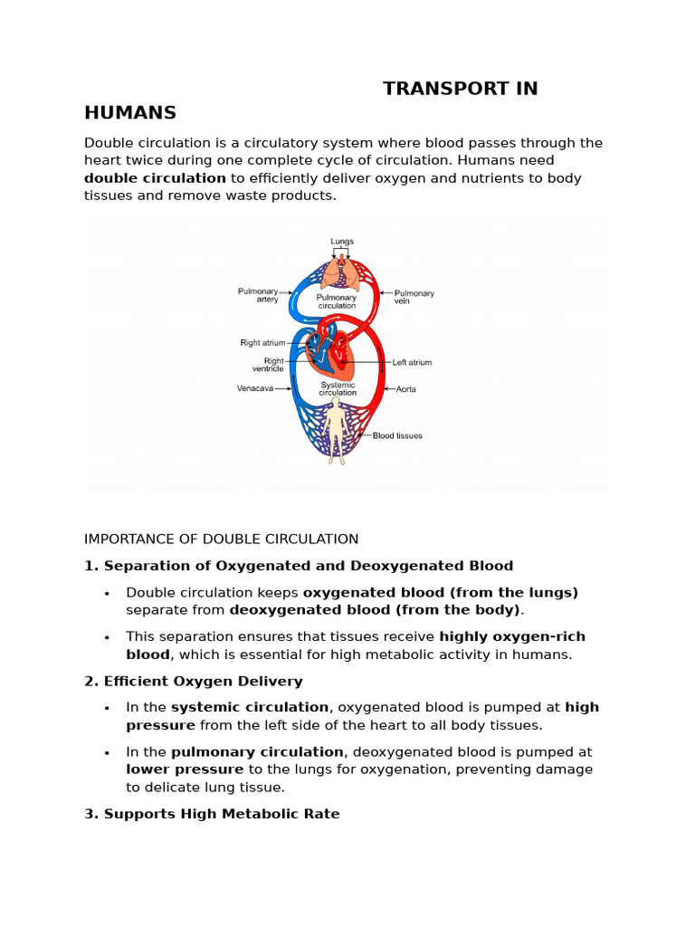 Transport in Humans | PDF | Circulatory System | Heart