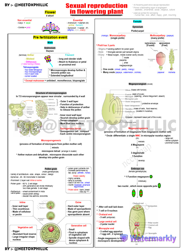 Sexual Reproduction in Flowering Plants | PDF | Flowers | Seed