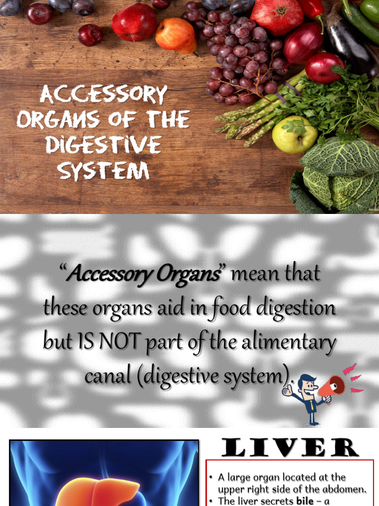 Accessory Organs in Digestion | PDF