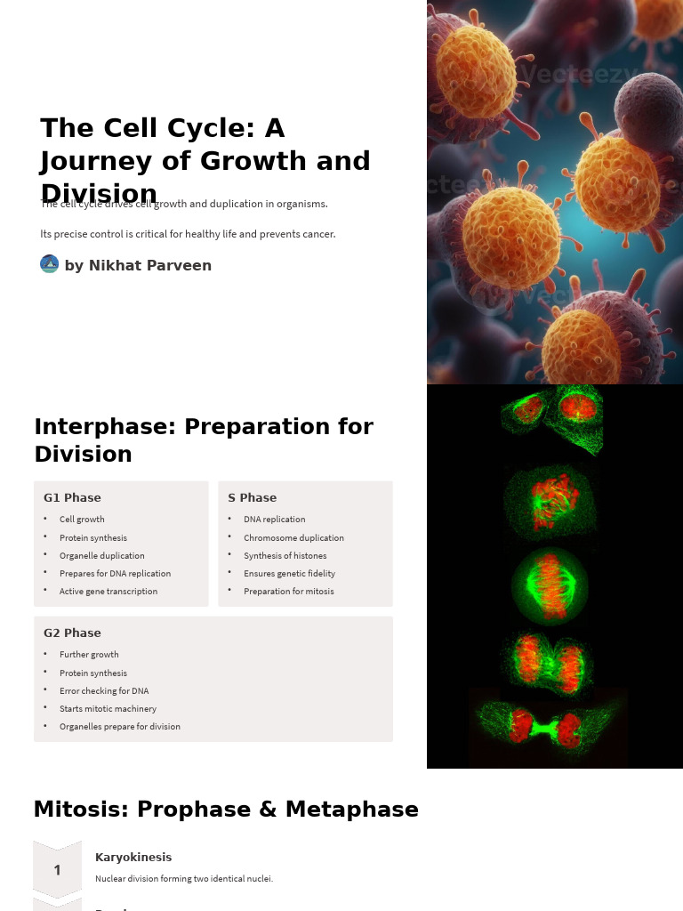 The Cell Cycle A Journey of Growth and Division | PDF