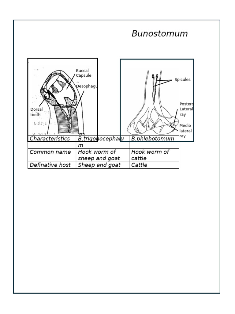 Bunostomum: Buccal Capsule Oesophagu S Spicules | PDF