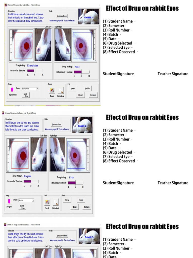 Effect of Drug On Rabbit Eyes | PDF