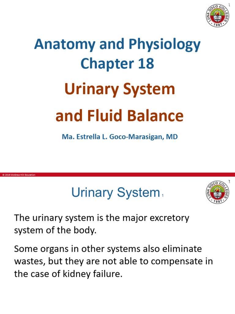 14 Urinary System and Fluid Balance | PDF | Kidney | Physiology