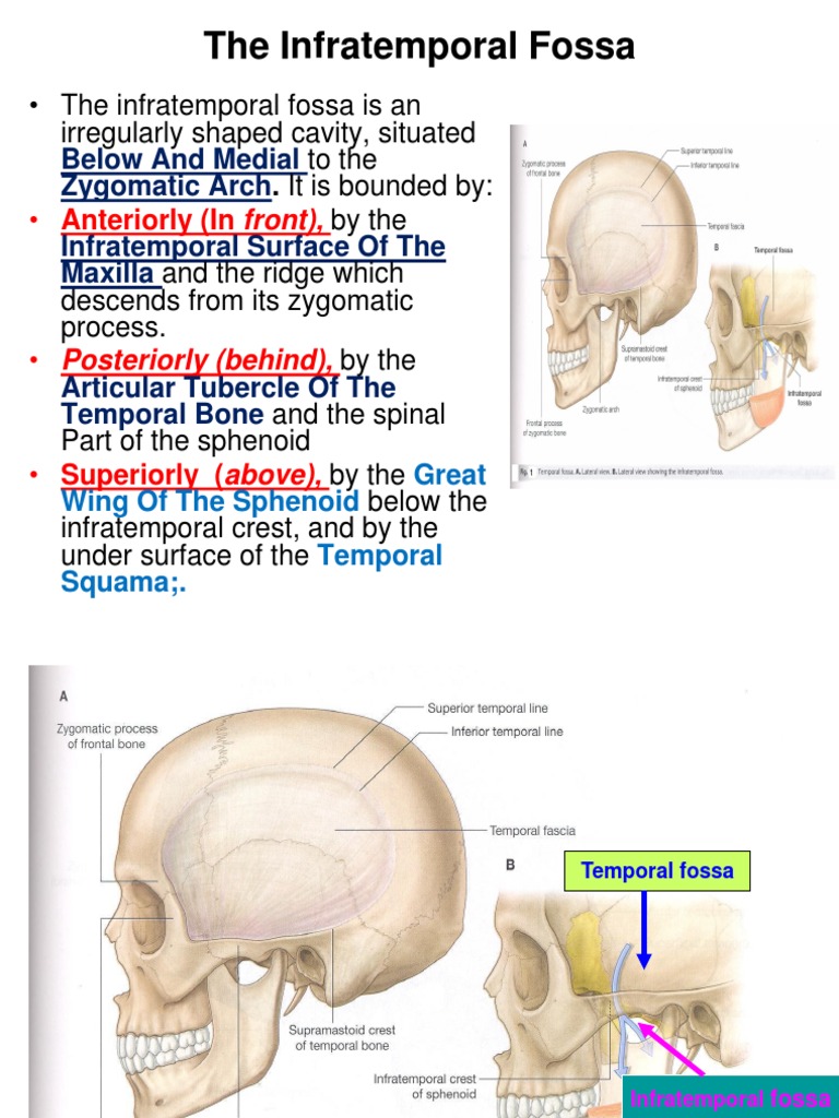 M219 Infratemporal | PDF
