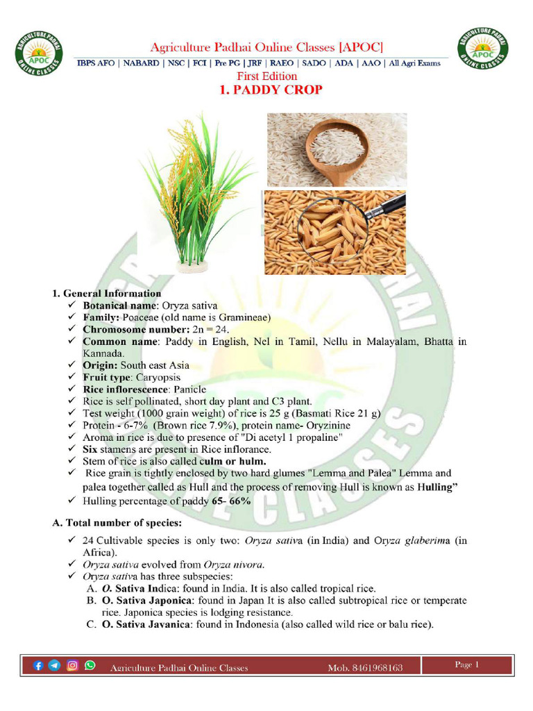 Paddy | PDF