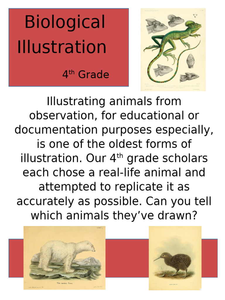 Explain - Biological Illustration4th | PDF