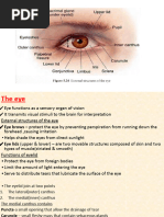 Grade 12 Life Science The Eye | PDF | Eye | Myopia