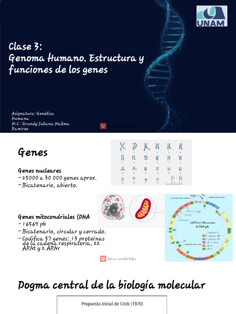 Clase 03 - Genoma Humano. Estructura y Funciones de Los Genes | PDF ...