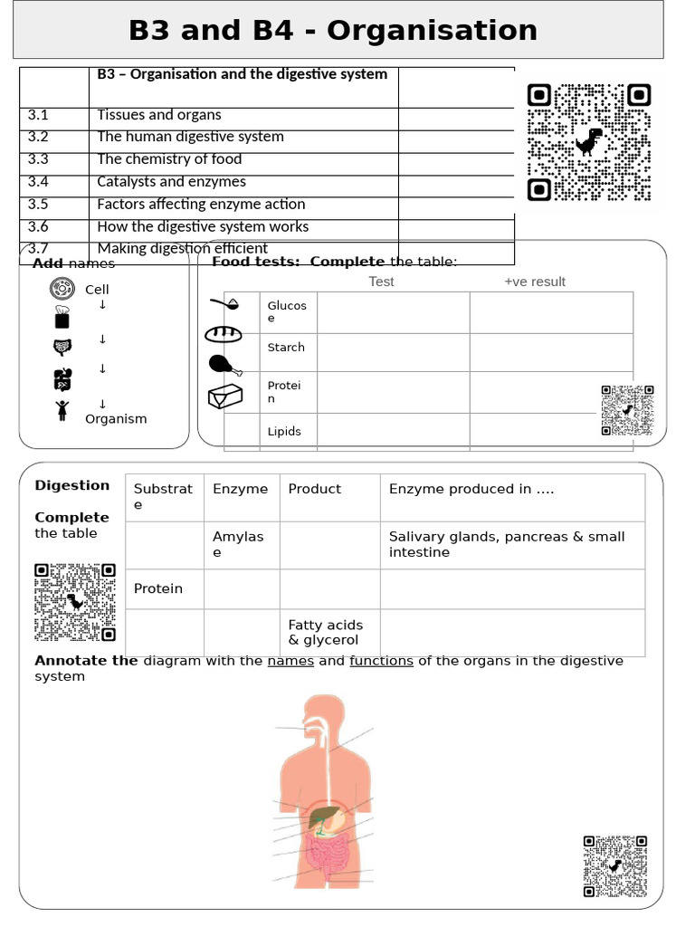 B3 GCSE Biology Knowledge Organiser | PDF | Digestion | Enzyme
