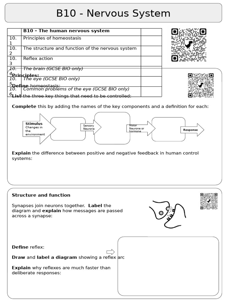 B10, 11 and 12 - Homeostasis HW Booklet | PDF | Brain | Hormone