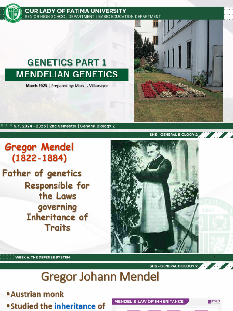 Mendelian Genetics | PDF | Dominance (Genetics) | Genotype