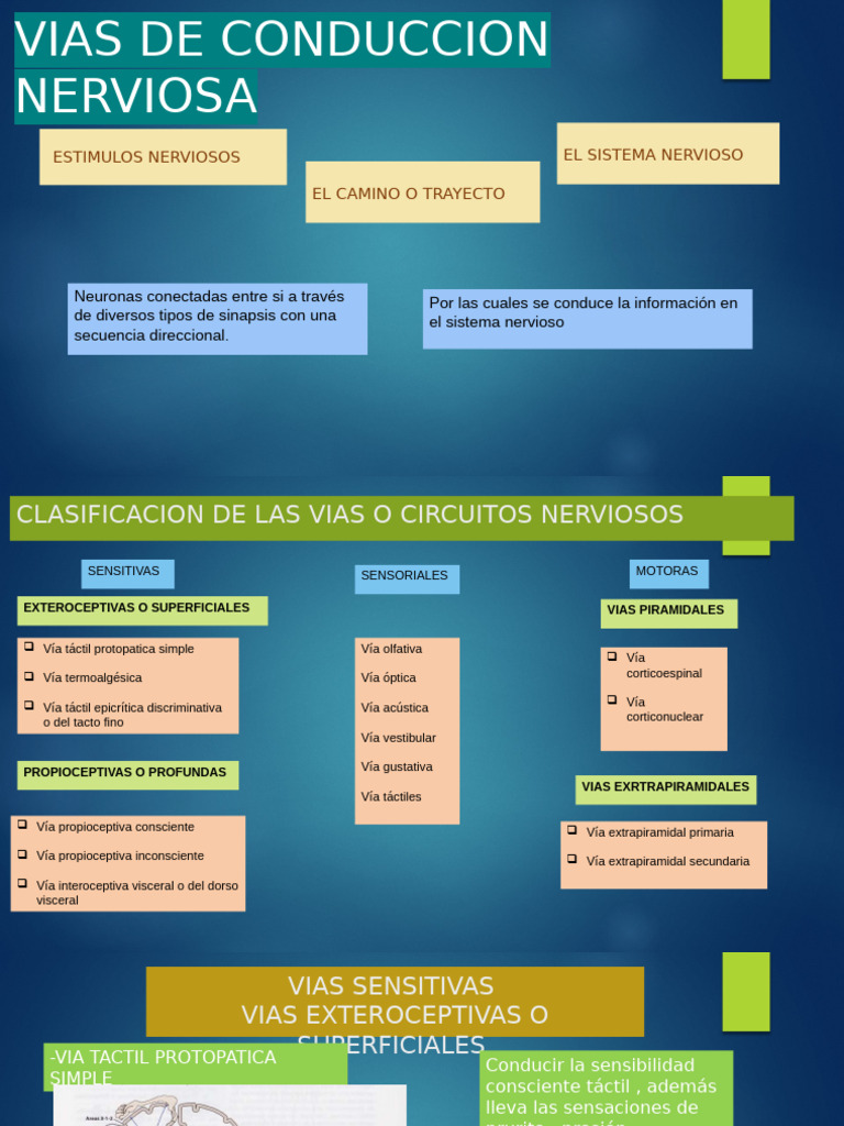 Vias de Conduccion Nerviosa | PDF | Sistema nervioso | Neurociencia