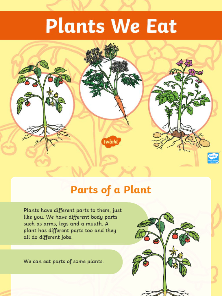 Edible Parts of Plants Explained | PDF