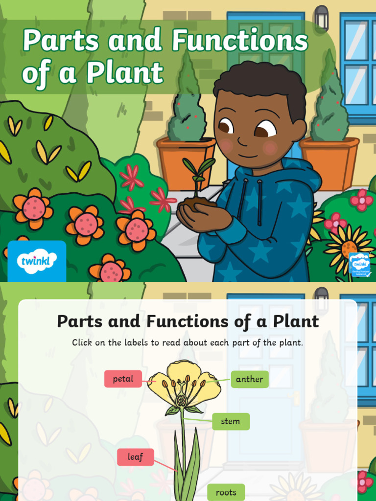 Plant Parts and Their Functions | PDF