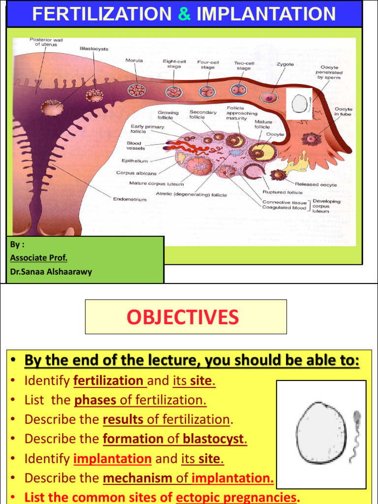 4 - Fertilization - Implantation | PDF | Fertilisation | Sex