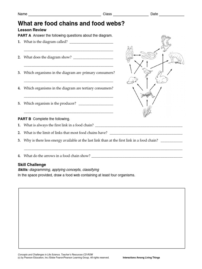 Food Chains and Webs: Lesson Review | PDF
