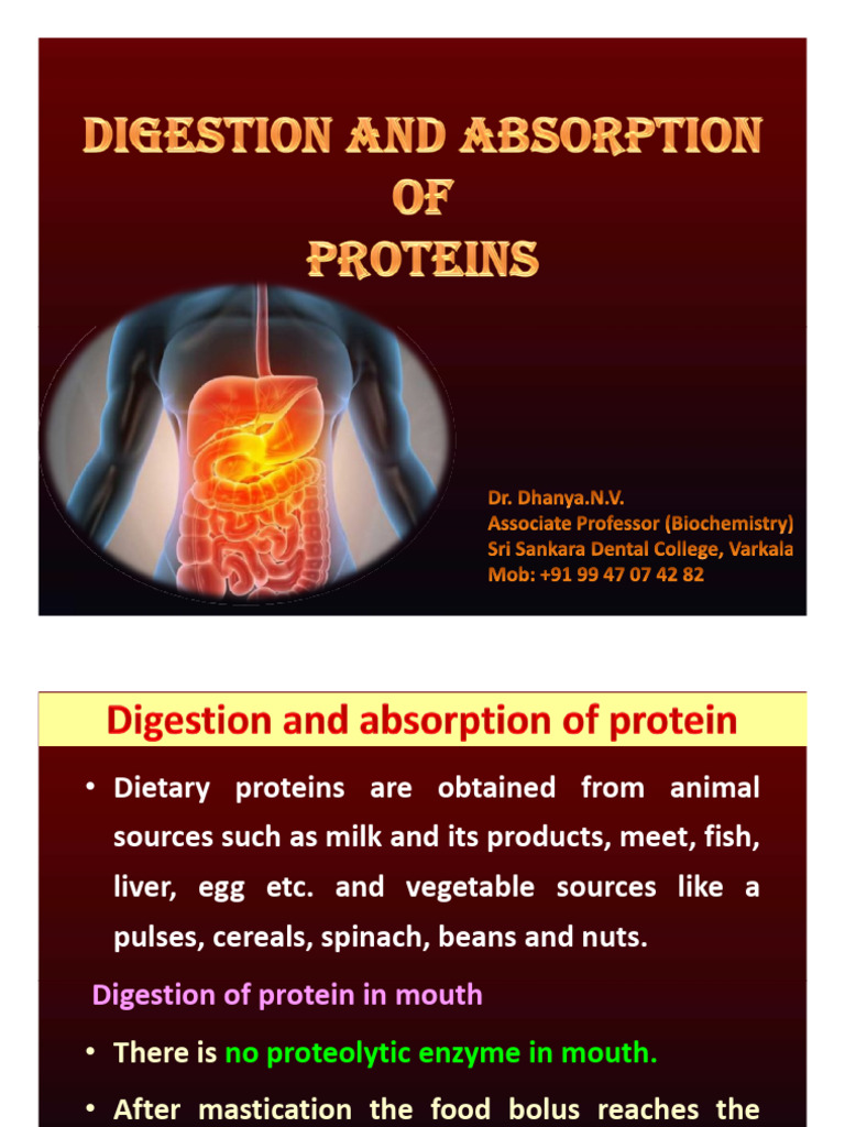 Digestion and Absorption of Proteins-2 | PDF | Digestion | Trypsin