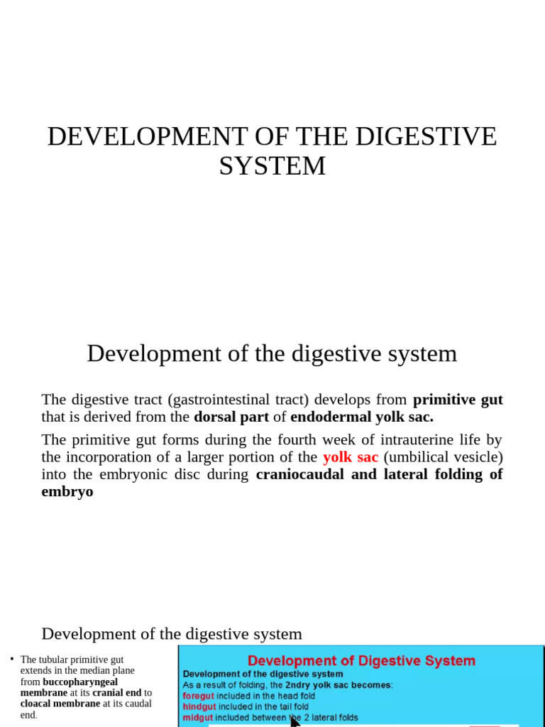 Digestive System Development | PDF | Pancreas | Liver