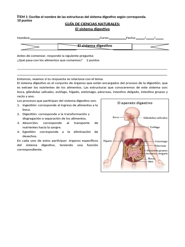 5° Básico Ciencias Naturales Guía 7 Valeria Bravo | PDF | Sistema ...