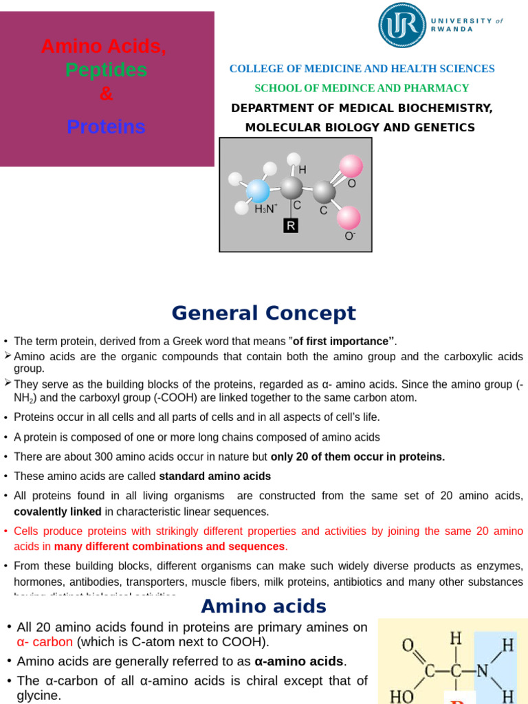 Understanding Amino Acids and Proteins | PDF | Amino Acid | Proteins
