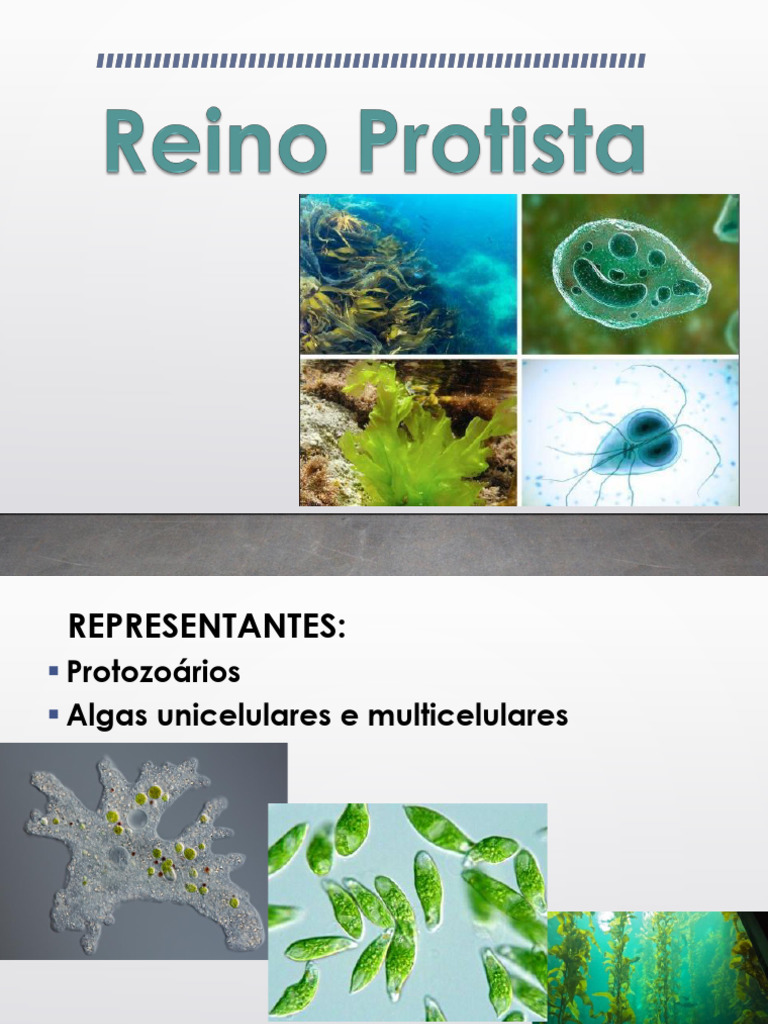 Reino Protista | PDF | Malária | Protozoários