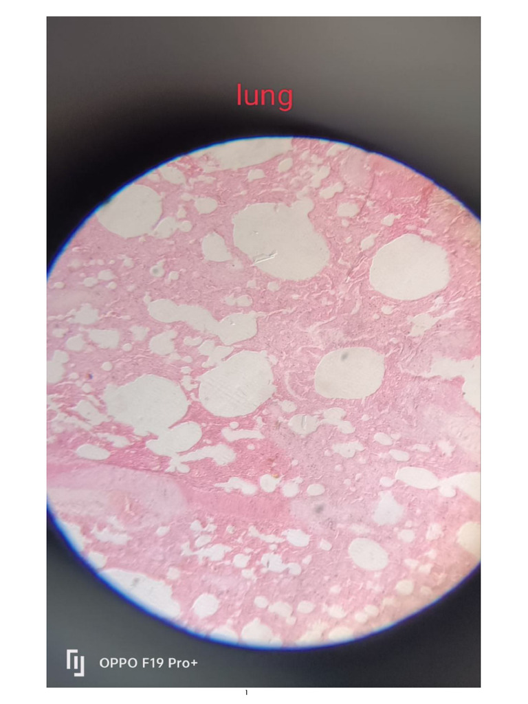 Anat Systemic Slides | PDF