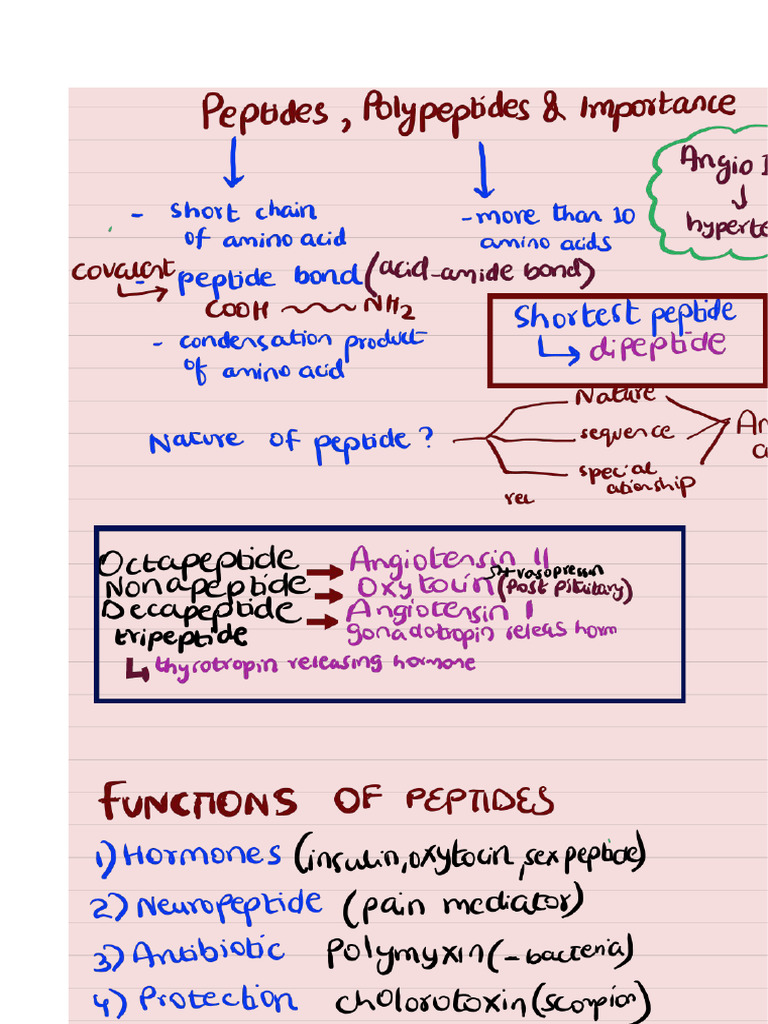 Proteins Short Notes | PDF