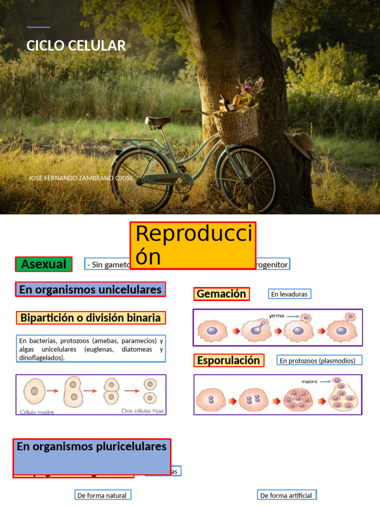 Biología - Ciclo Celular - Semestral | PDF | Mitosis | Mitosis