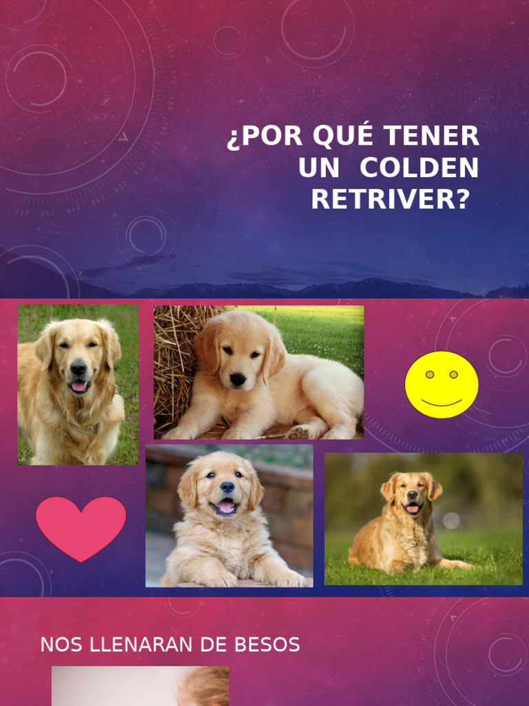 Por Qué Tener Un Colden Retriver | PDF