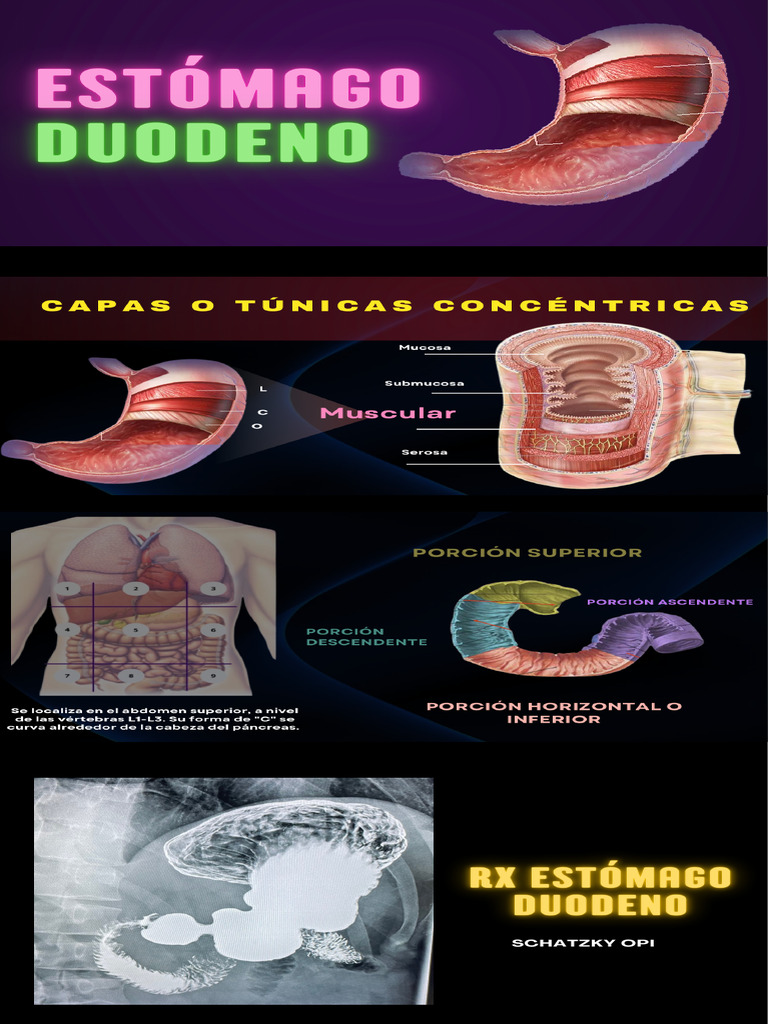 Anatomía RX Del Estómago y Duodeno Rayos X | PDF | Estómago ...