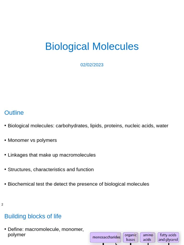 Biological Molecules | PDF | Biomolecules | Proteins