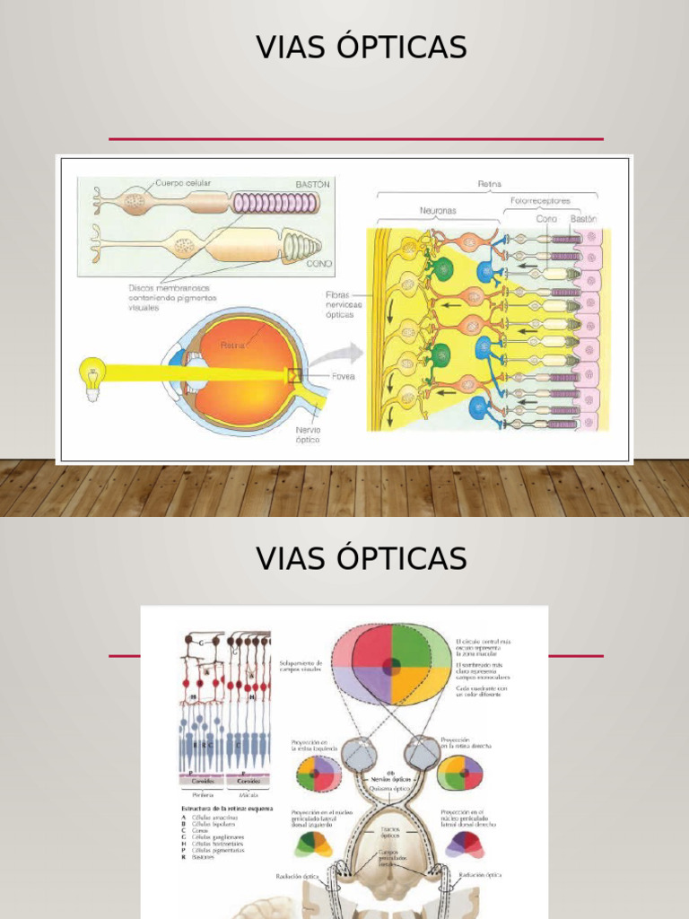 Neuropatia Ufam1.alunos | PDF | Sistema visual | Córtex cerebral