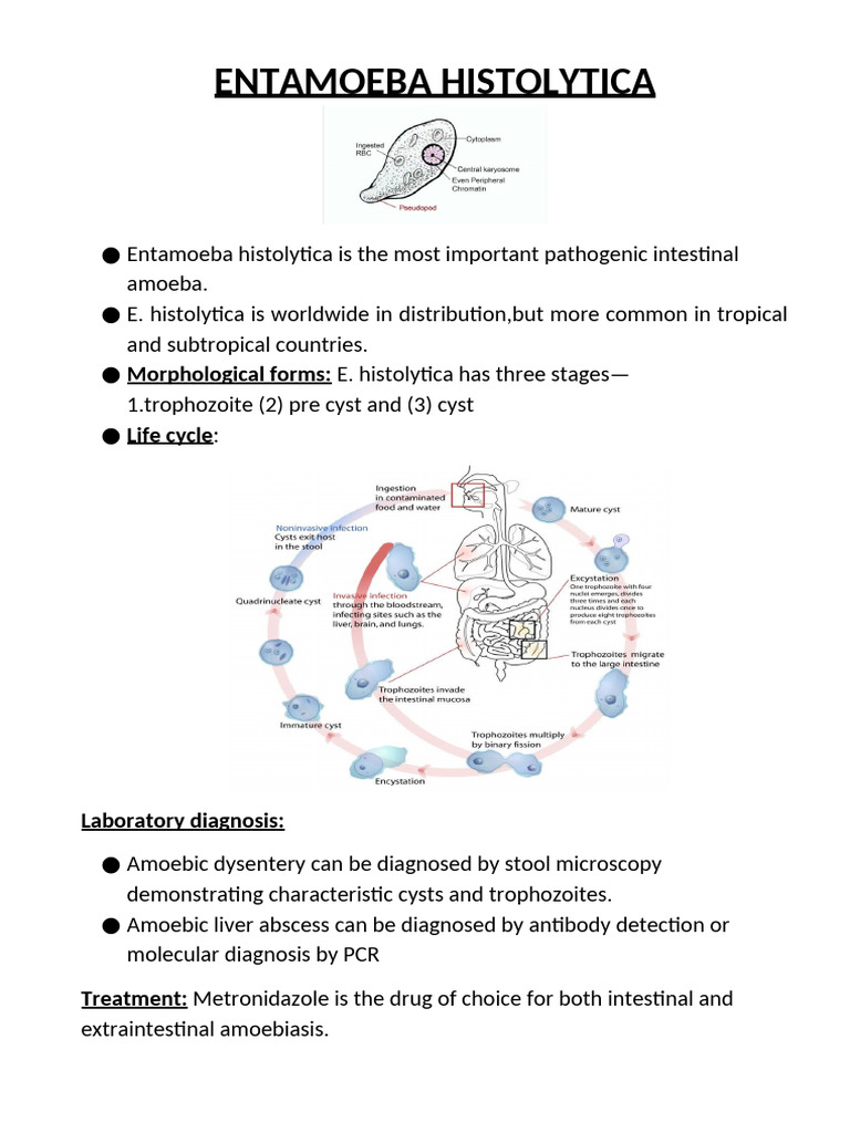 ENTAMOEBA HISTOLYTICA Micro (1-4) | PDF
