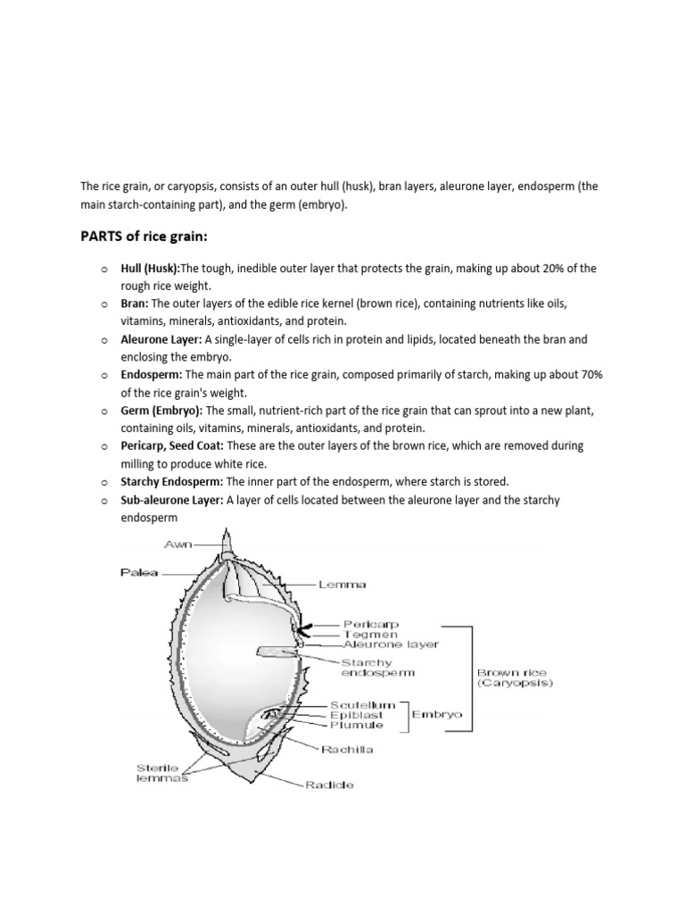 Rice Grain Structure and Starch Production | PDF | Bran | Starch