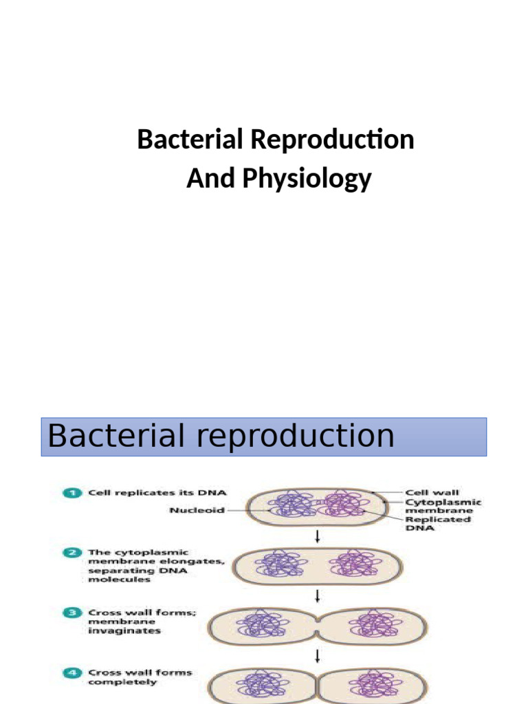 Bacterial Physiology | PDF