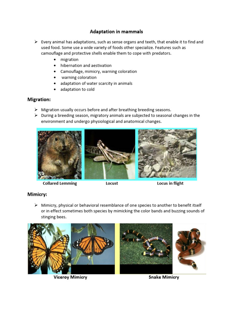 Final Term Syllabus of Mammalogy | PDF | Mammals | Bat