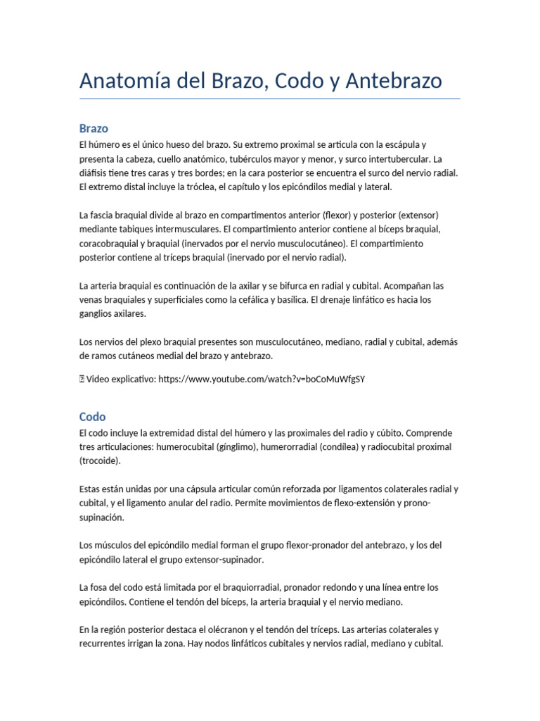 Anatomía Brazo Codo Antebrazo COMPLETO | PDF | Codo | Extremidades ...