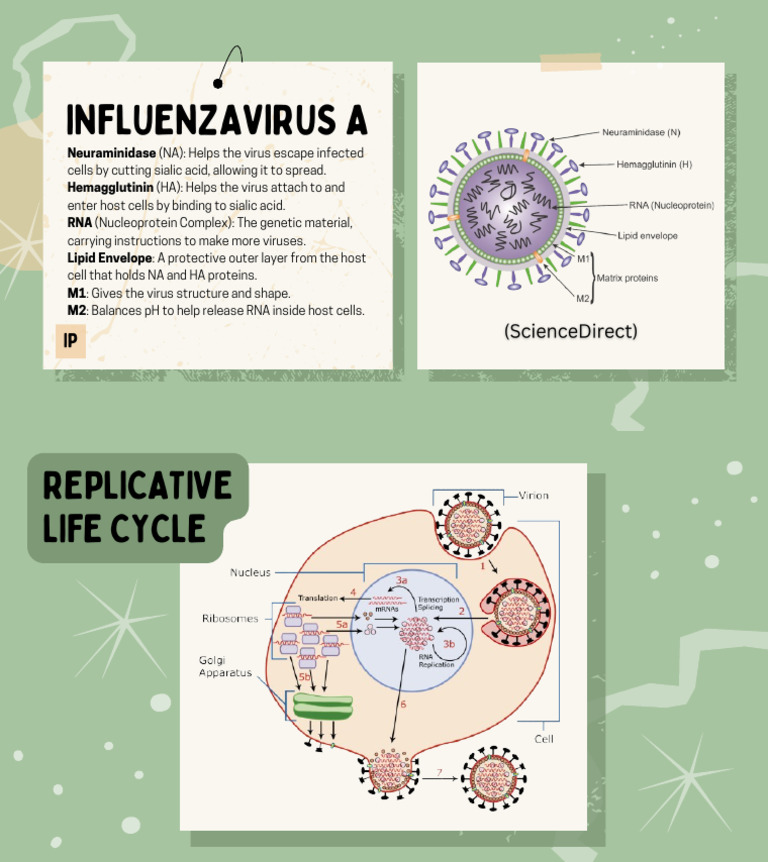Pathogens and Communicable Diseases Education Presentation in Light ...