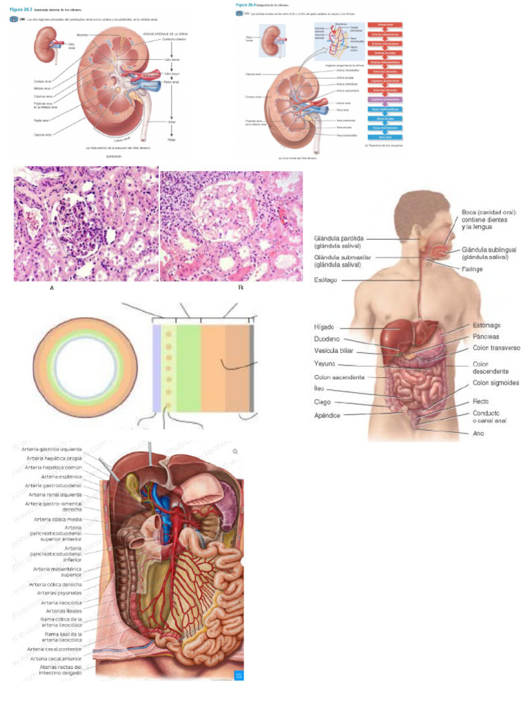 Imagenes Morfo | PDF