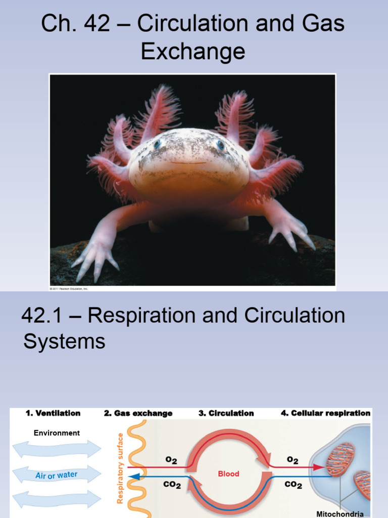 Circulation and Gas Exchange Overview | PDF | Heart Valve | Circulatory ...