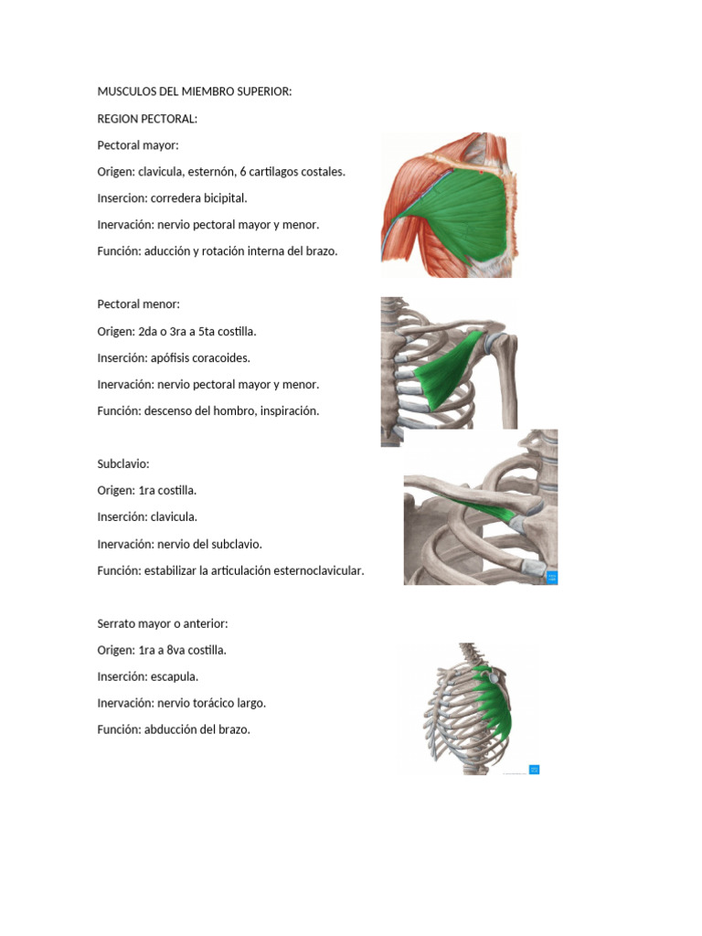 Anatomía de los músculos del miembro superior | PDF | Extremidades ...