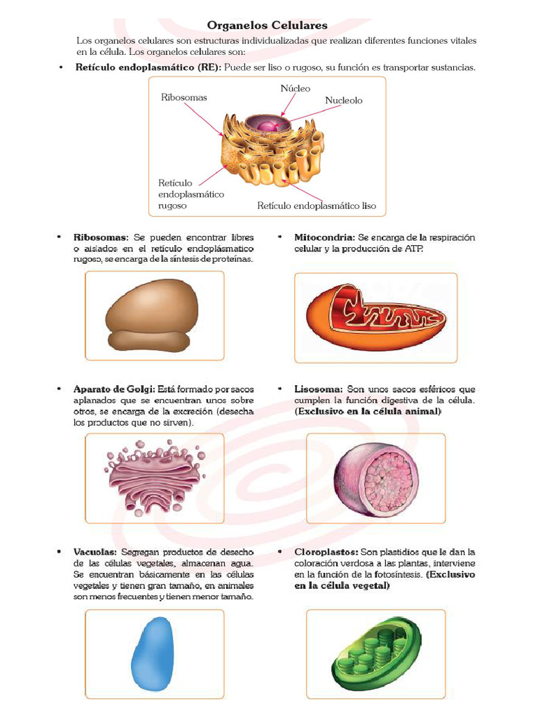 Organelos Celulares | PDF