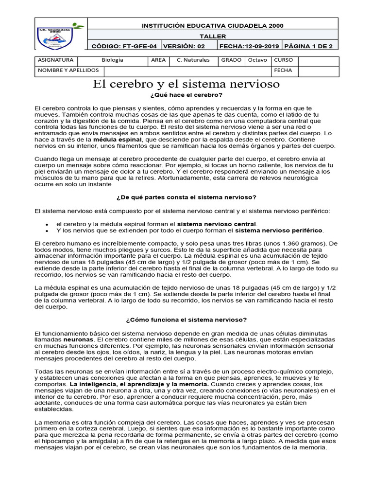 TALLER Sistema Nervioso | PDF | Cerebro | Neurona