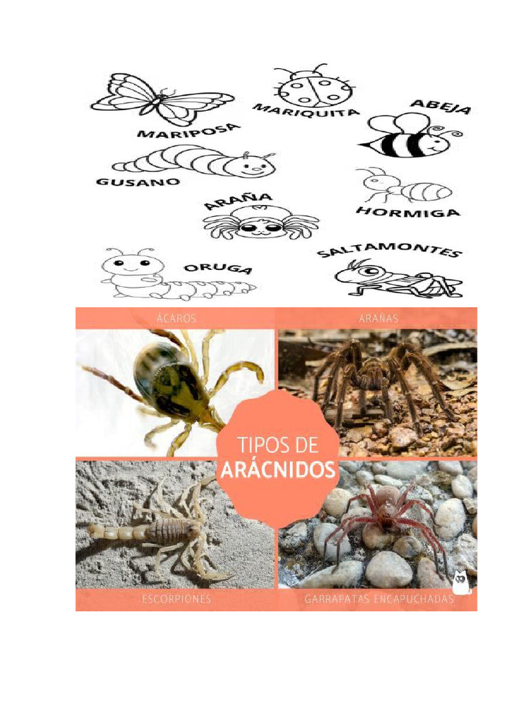 Insectos y Aracnidos | PDF