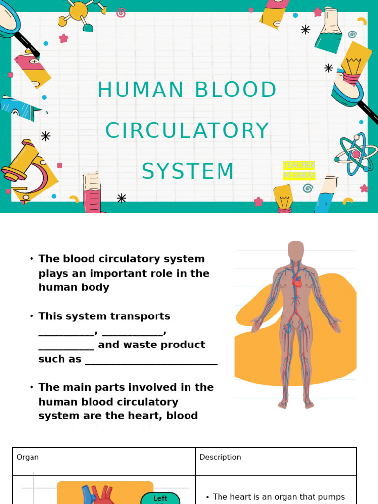Human Blood Circulatory System Overview | PDF | Blood | Circulatory System