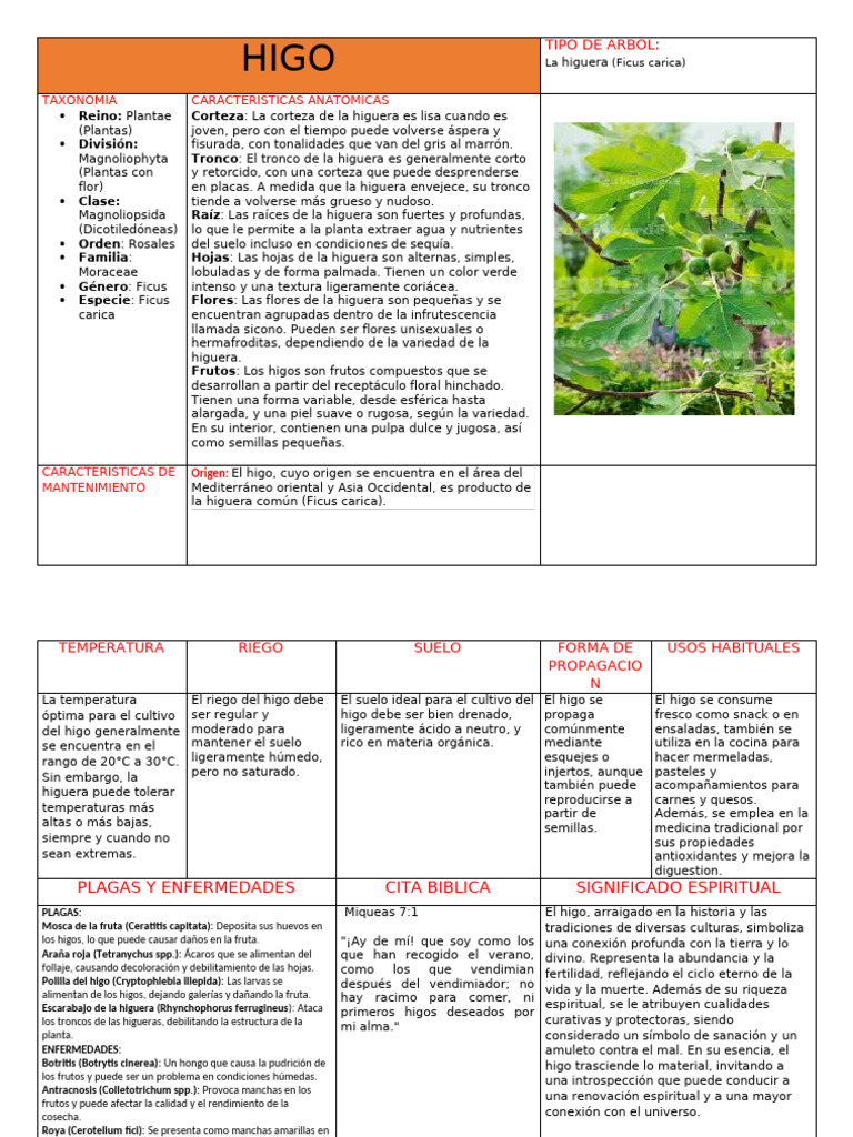 Higo | PDF | Ficus | Plantas