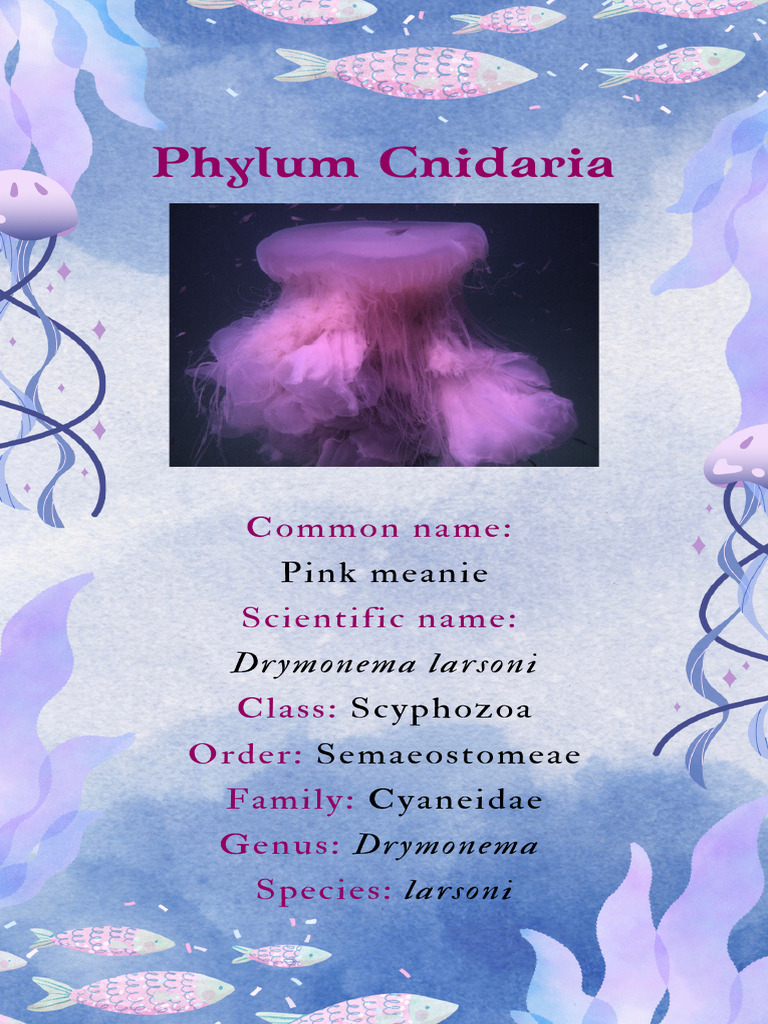 Drymonema larsoni Overview | PDF