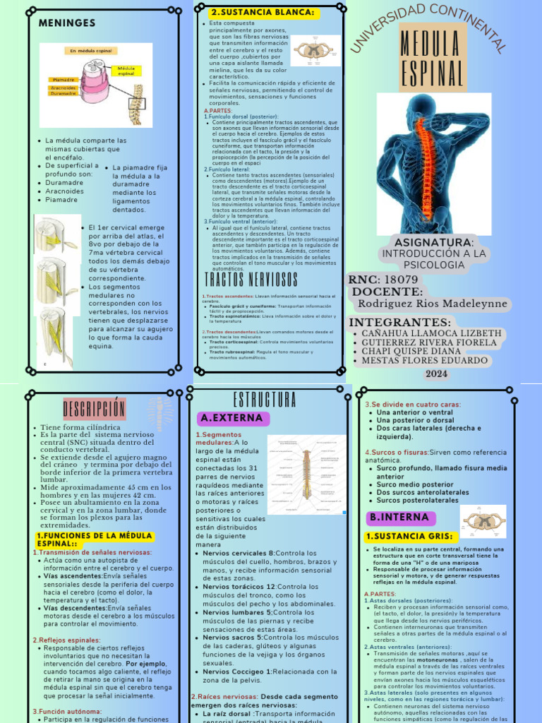 Universidad Continental (Trípticos) | PDF | Médula espinal | Cerebro