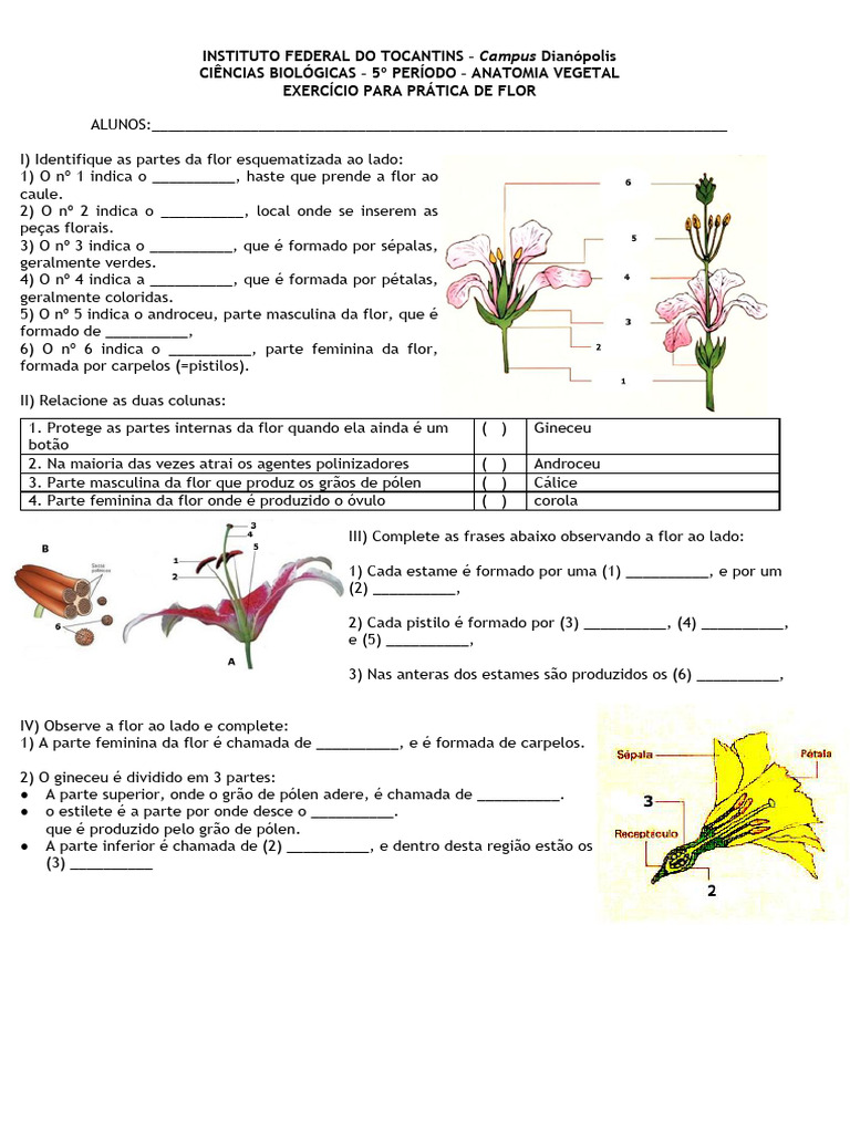 Anatomia das Partes da Flor | PDF