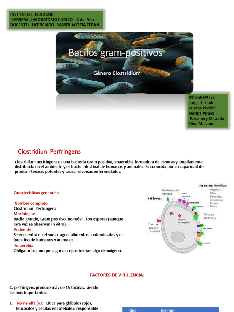 Bacilos Gram-Positivos | PDF | Bacilo | Microbiología